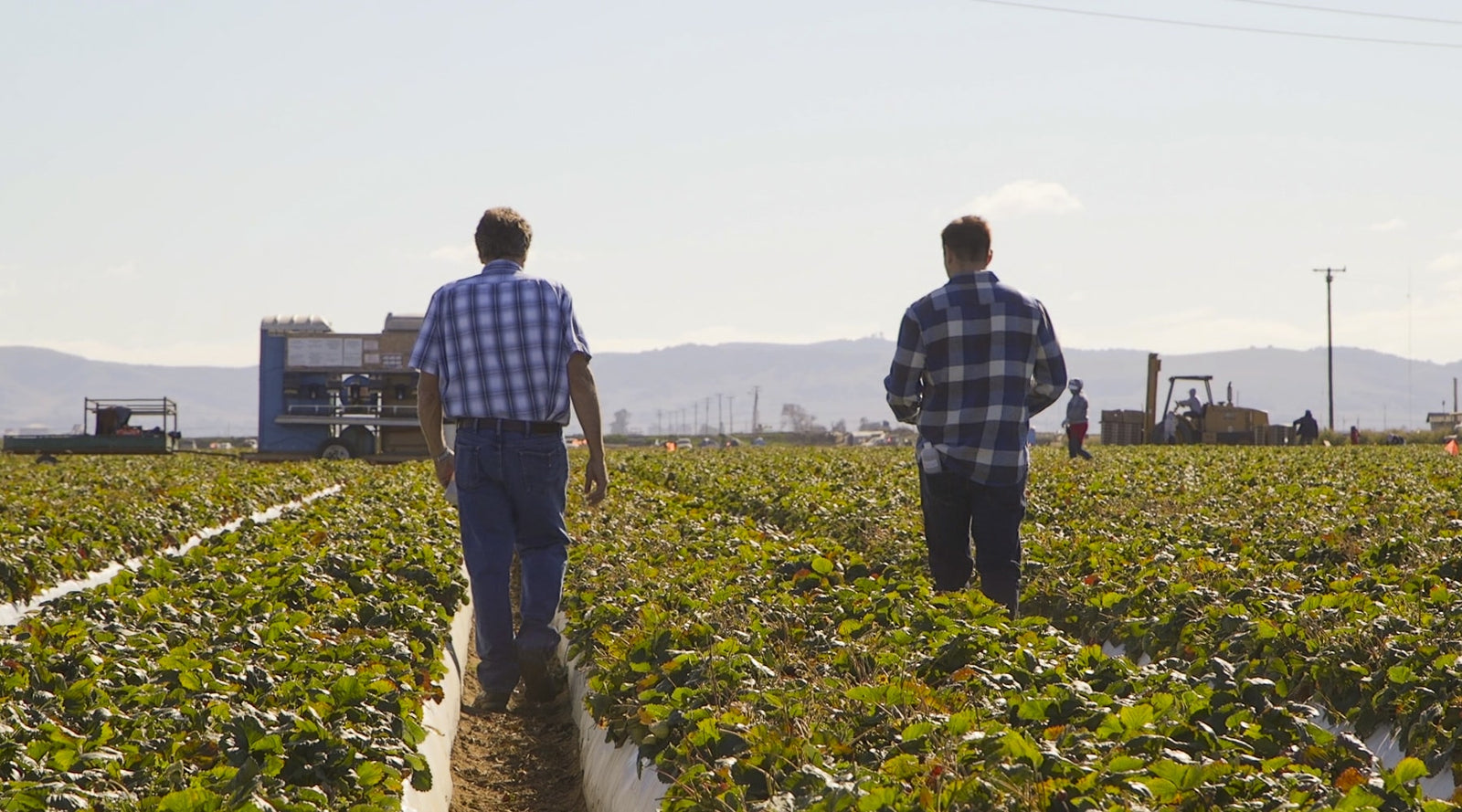 Biotactics Inc. | IPM Predatory Mite Pioneers