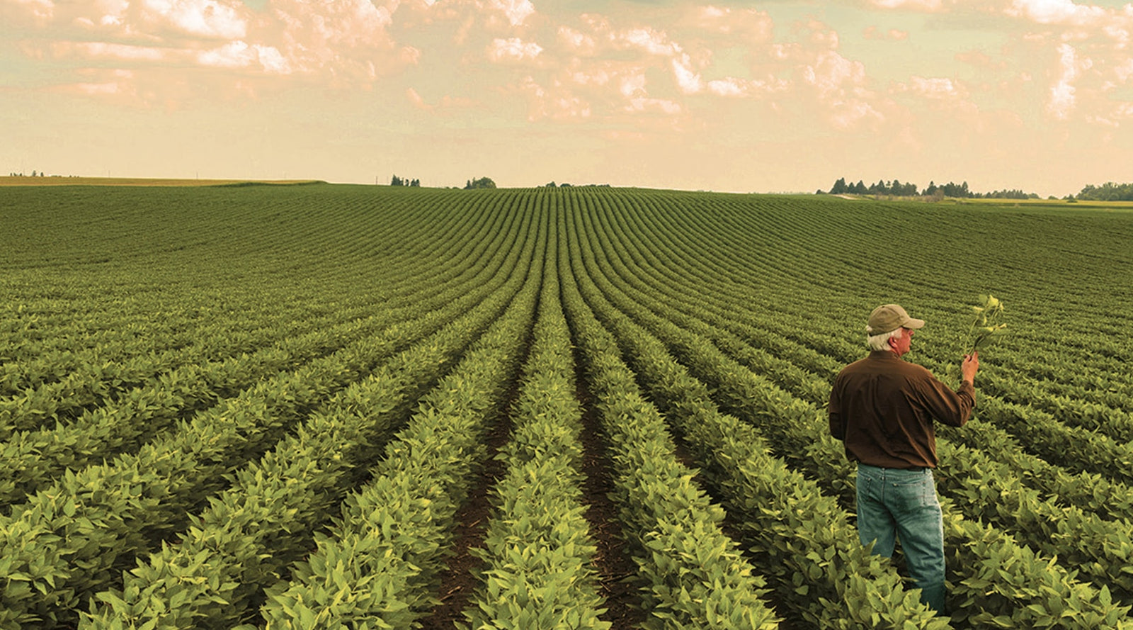 Biotactics Inc. | IPM Predatory Mite Pioneers