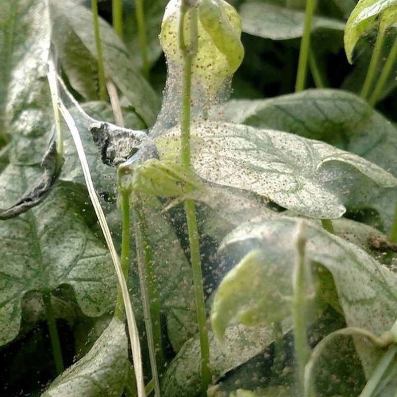 Spider Mites | Biotactics Inc.