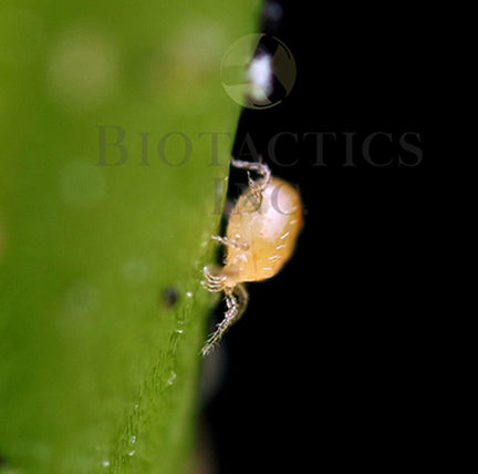 BENEMITE Californicus/Fallacis Combo - Biotactics Inc.