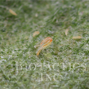 Biotactics Inc. | IPM Predatory Mite Pioneers