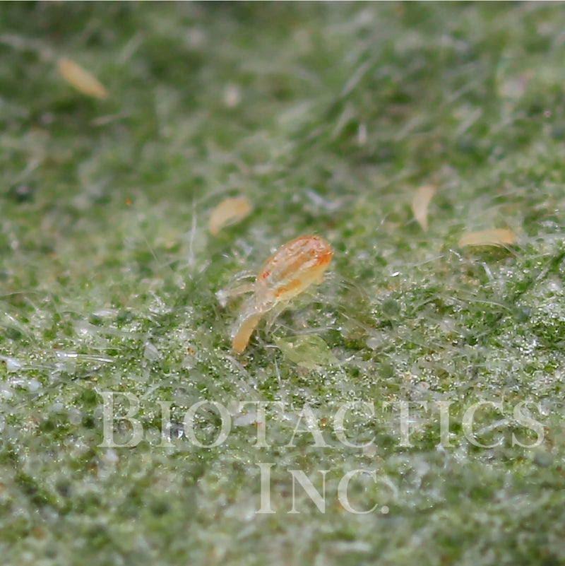 Biotactics Inc. | IPM Predatory Mite Pioneers