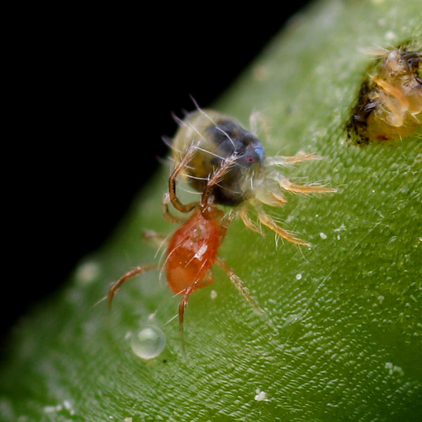 Predatory Mites | Biotactics Inc.