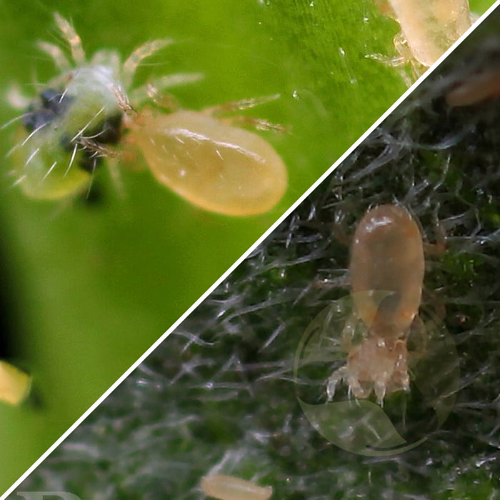 Predatory Mites | Biotactics Inc.