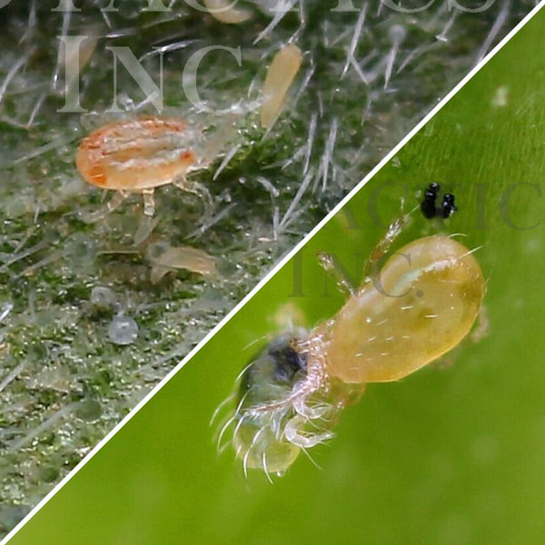 BENEMITE Occidentalis/Fallacis Combo - Biotactics Inc.