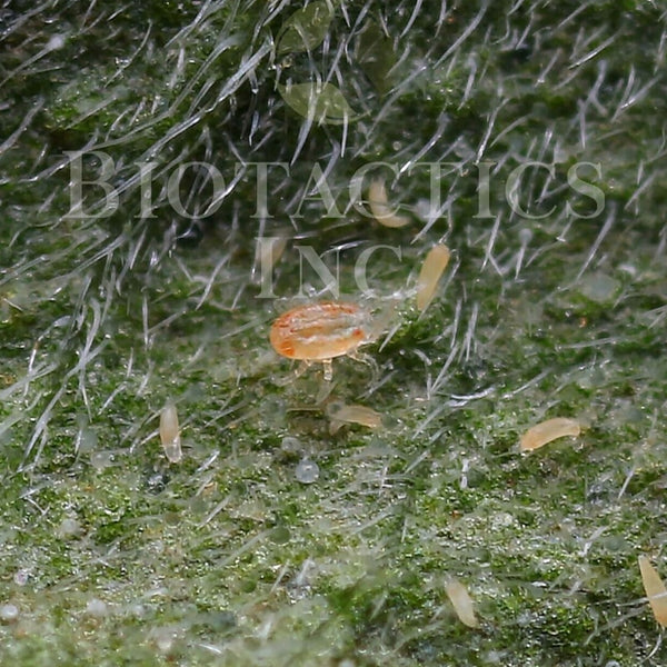 BENEMITE Occidentalis/Fallacis Combo - Biotactics Inc.